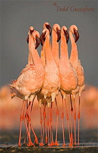 Interviews with Top Wildlife Photographers | PhotoGuard